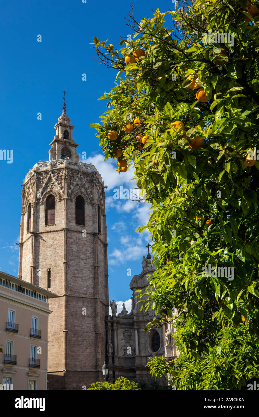A beautiful view of the orange trees and Torre del Micalet, also known ...
