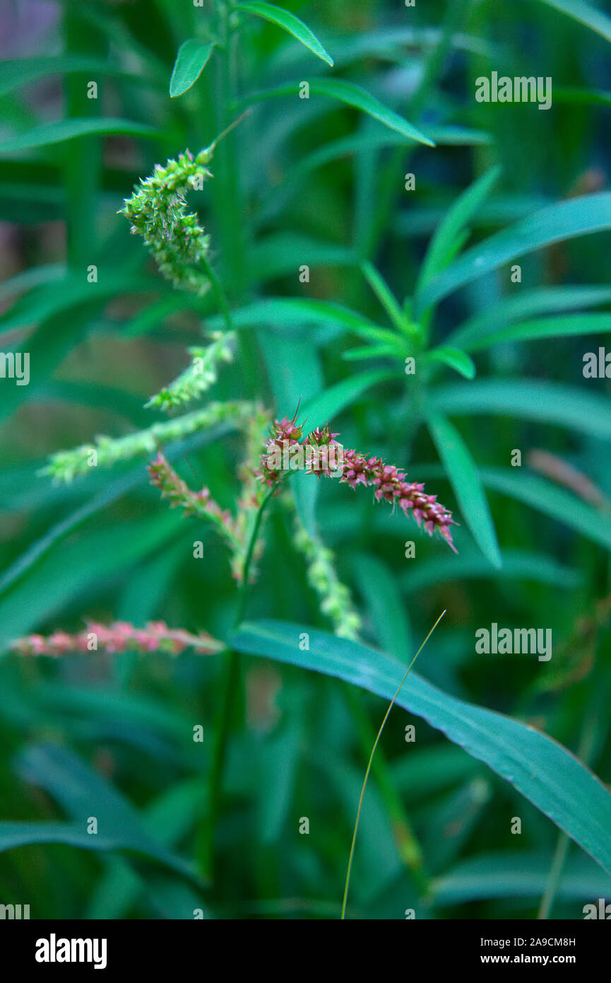 Echinochloa hi-res stock photography and images - Alamy