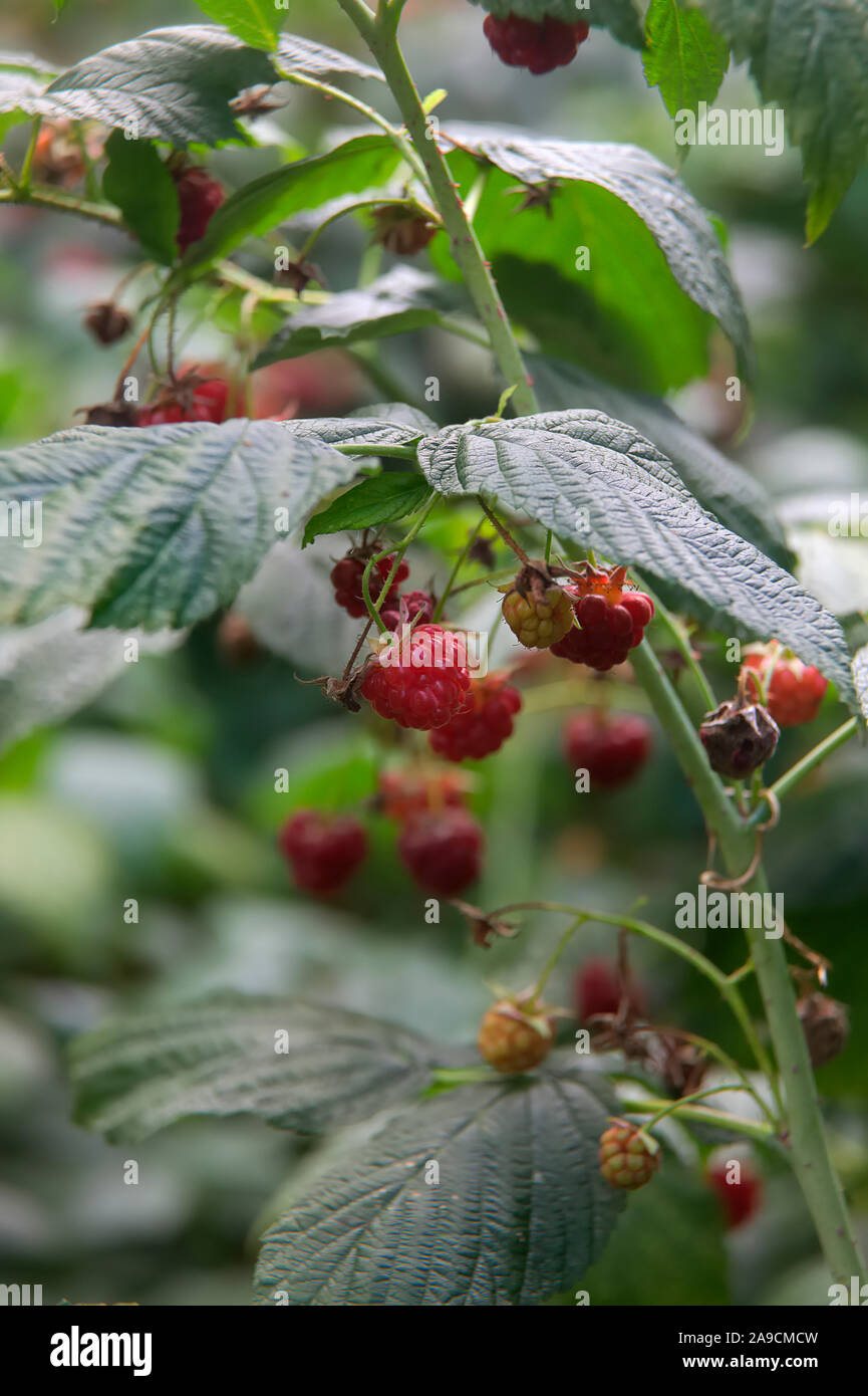 Autumn bliss hi-res stock photography and images - Alamy