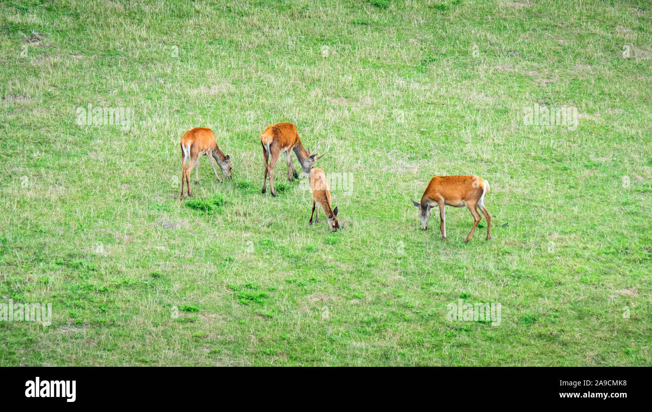 Four doe hi-res stock photography and images - Alamy