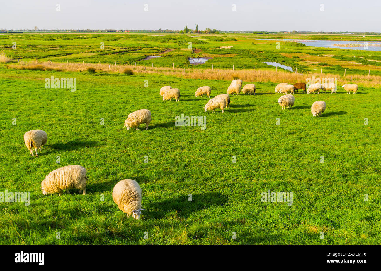 sheep grazing in the pasture of schakerloopolder in Tholen city ...
