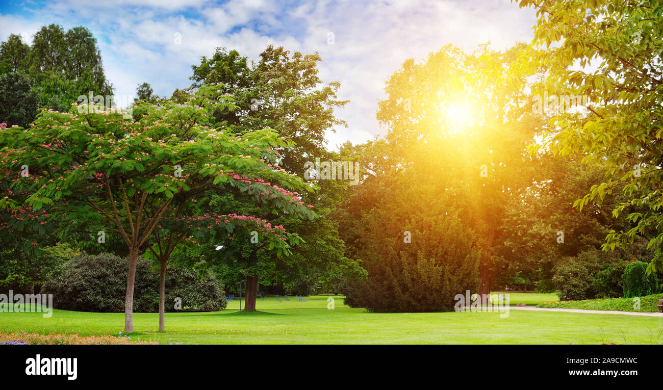beautiful summer park and sunrise Stock Photo - Alamy
