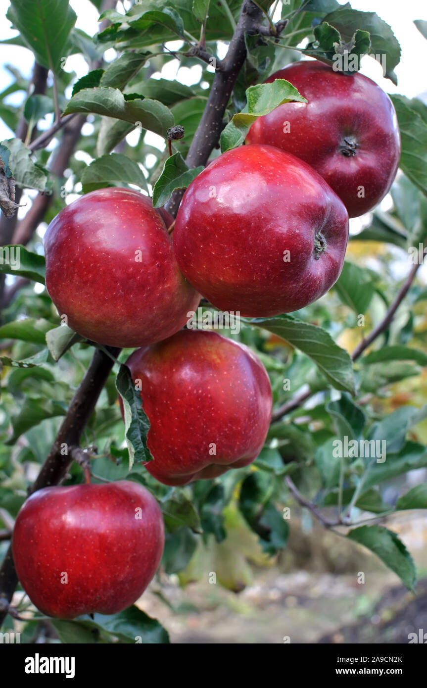 Red Apple Tree Branch
