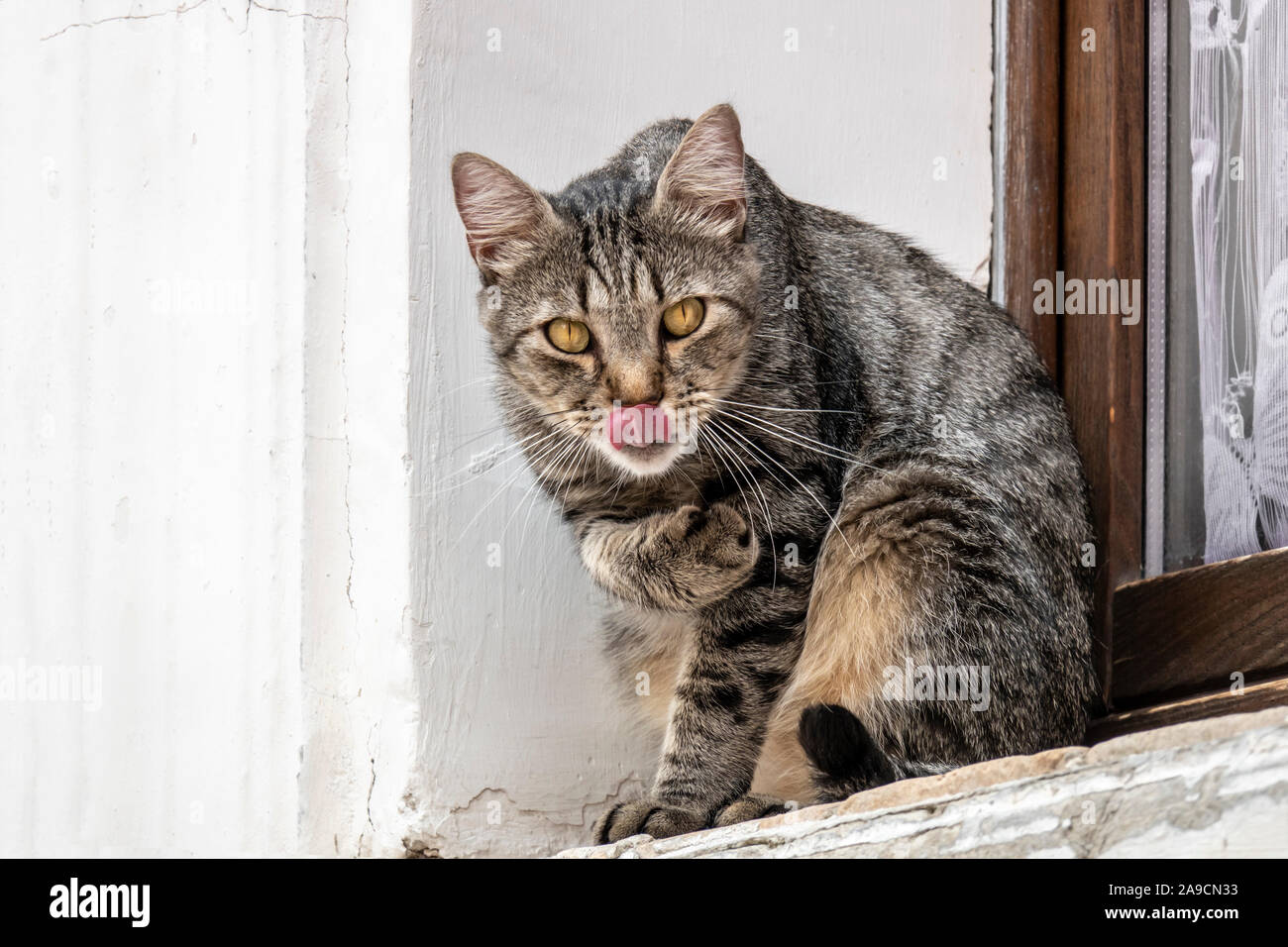 An image of a cute cat outside at the window Stock Photo - Alamy