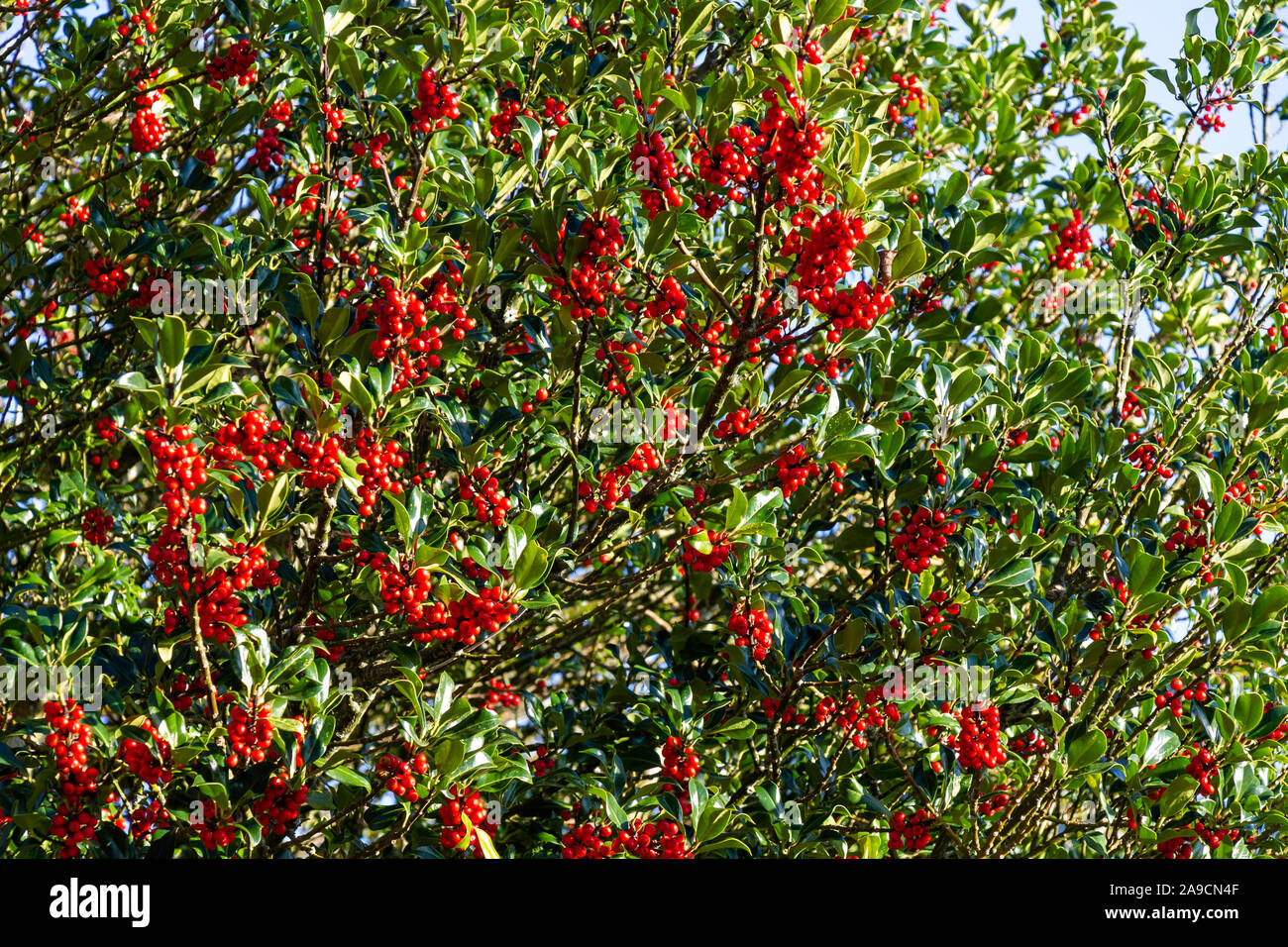 Holly tree hi-res stock photography and images - Alamy