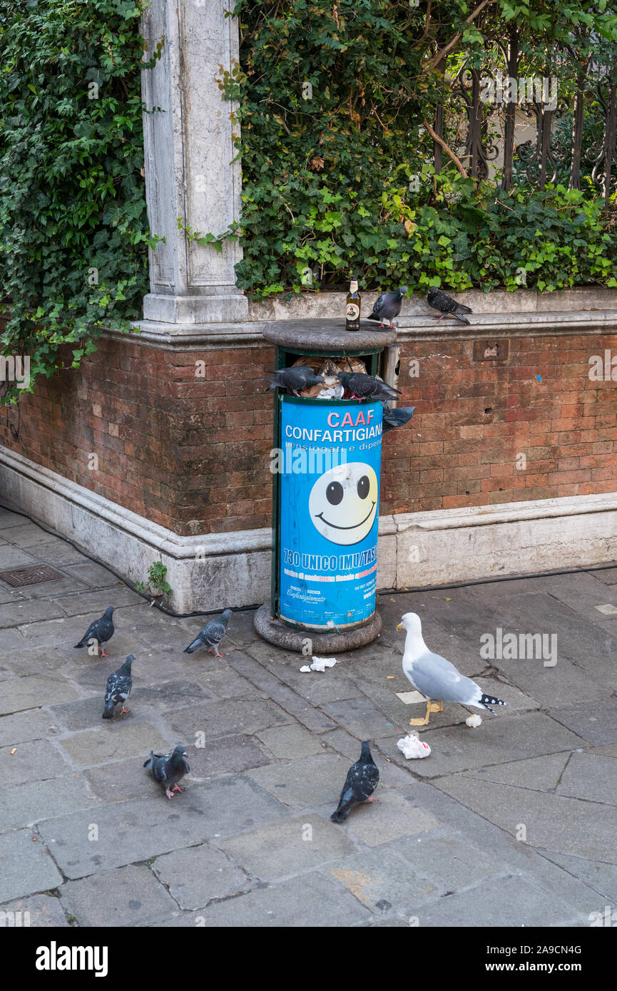 Birds scavenging through the trash in a garbage bin in Venice, Italy ...