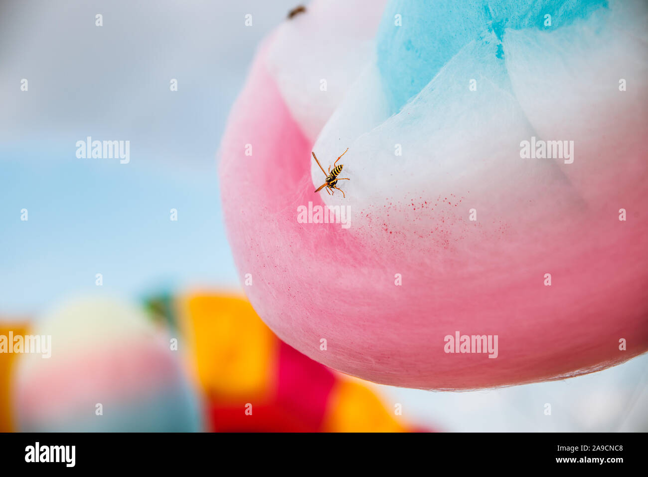 Wasp sugar hi-res stock photography and images - Alamy