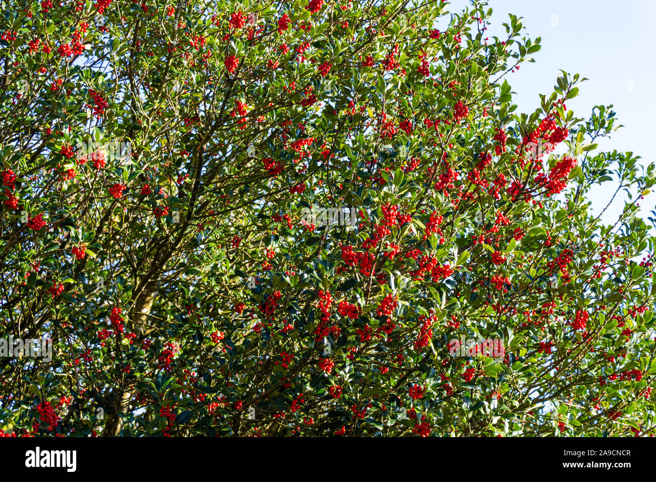 Holly tree hi-res stock photography and images - Alamy