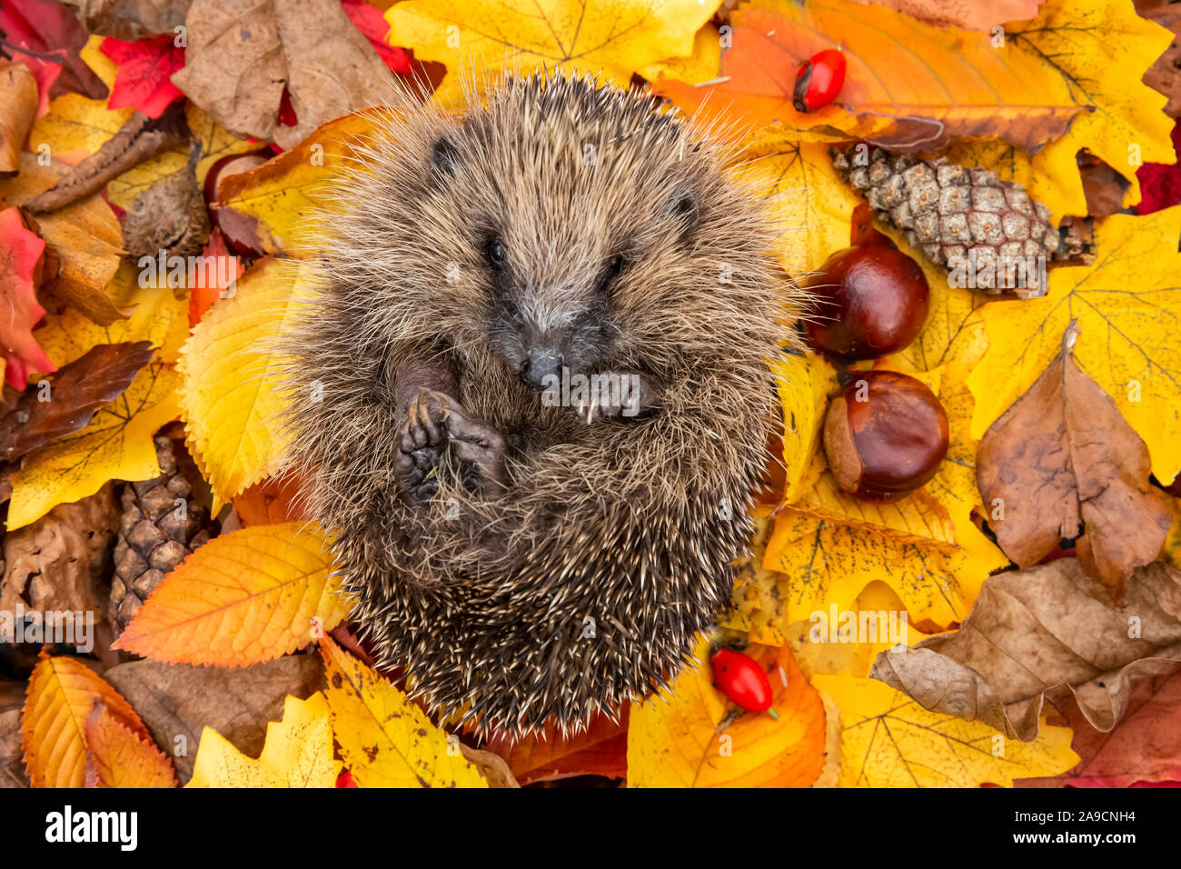 Wild, native hedgehog foraging in hedgehog friendly garden. Taken ...