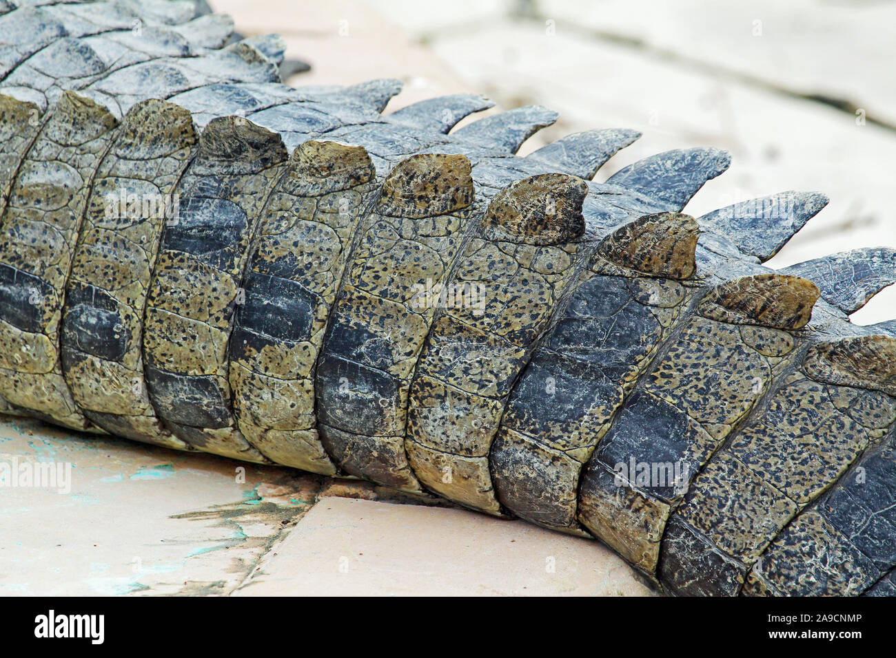 Alligator skin texture hi-res stock photography and images - Alamy