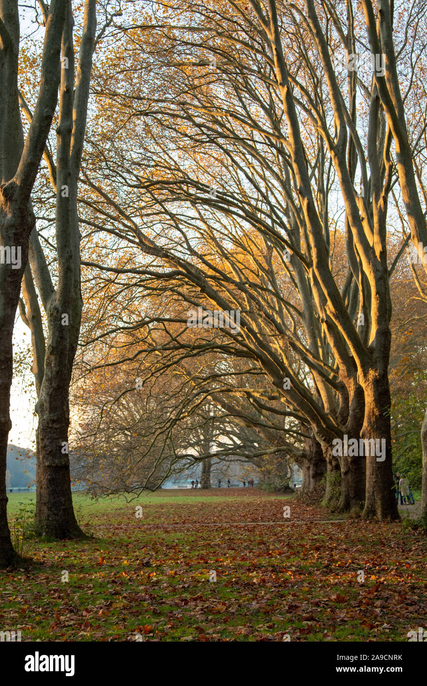old trees with walkway in a park Stock Photo - Alamy