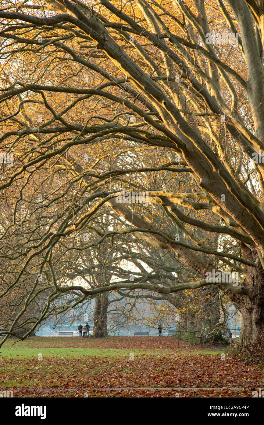 old trees with walkway in a park Stock Photo - Alamy