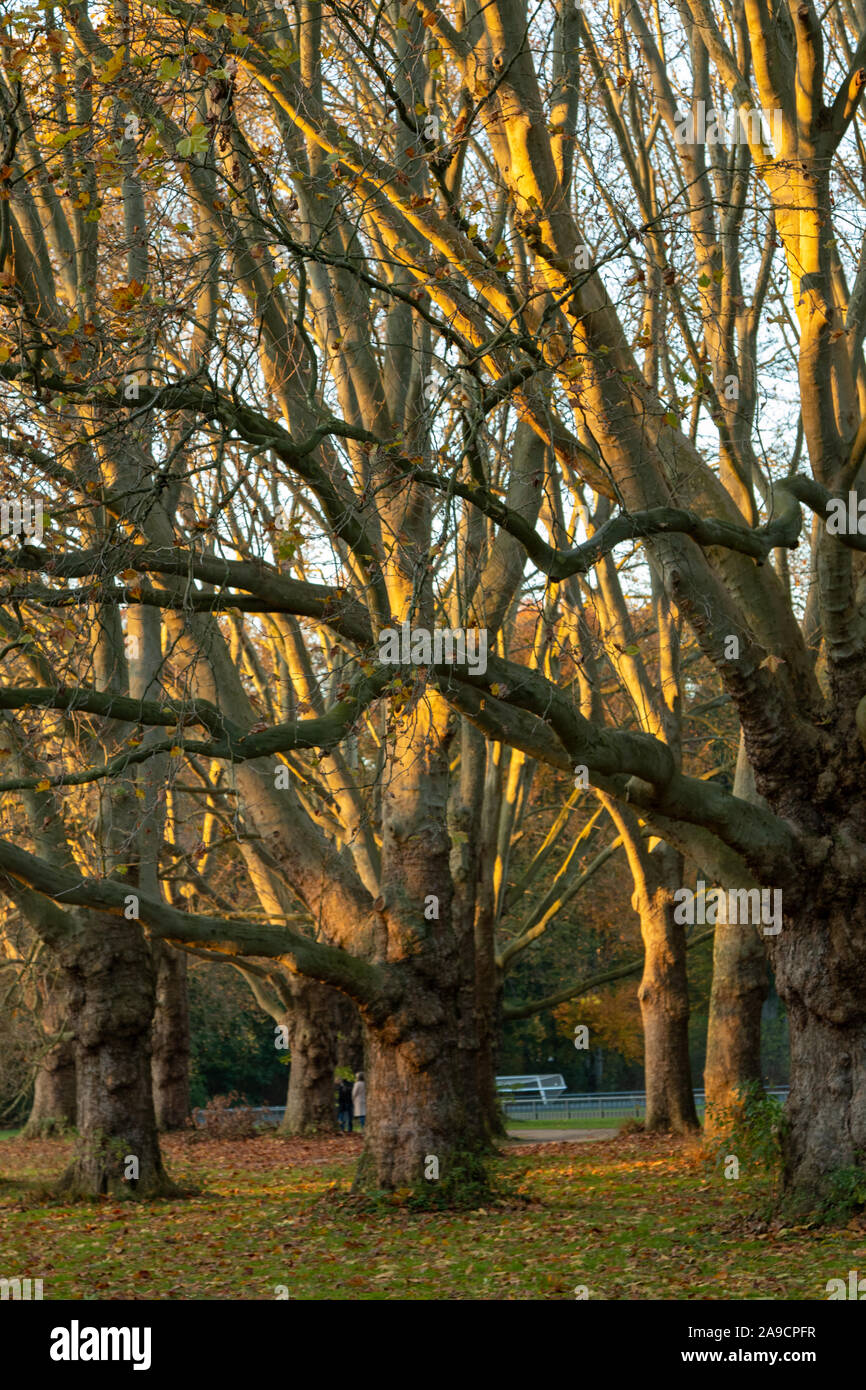 old trees with walkway in a park Stock Photo - Alamy