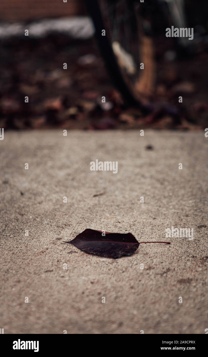 Moody leaf hi-res stock photography and images - Alamy