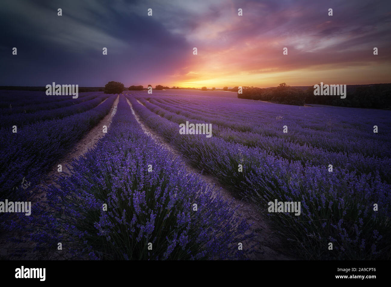 Lavender fields hi-res stock photography and images - Alamy