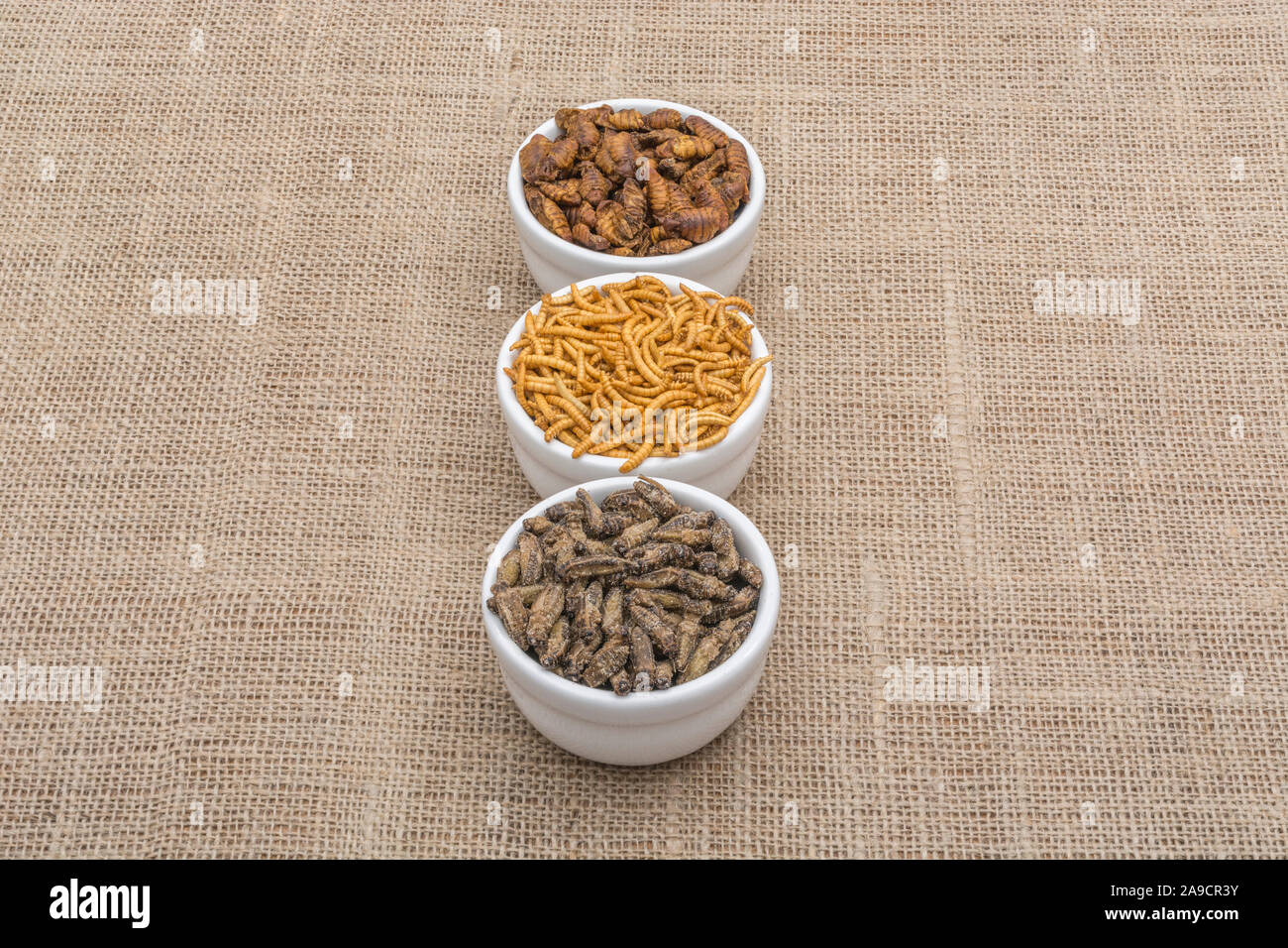 Dishes of edible insects. Mealworms / Tenebrio molitor, Small Crickets ...