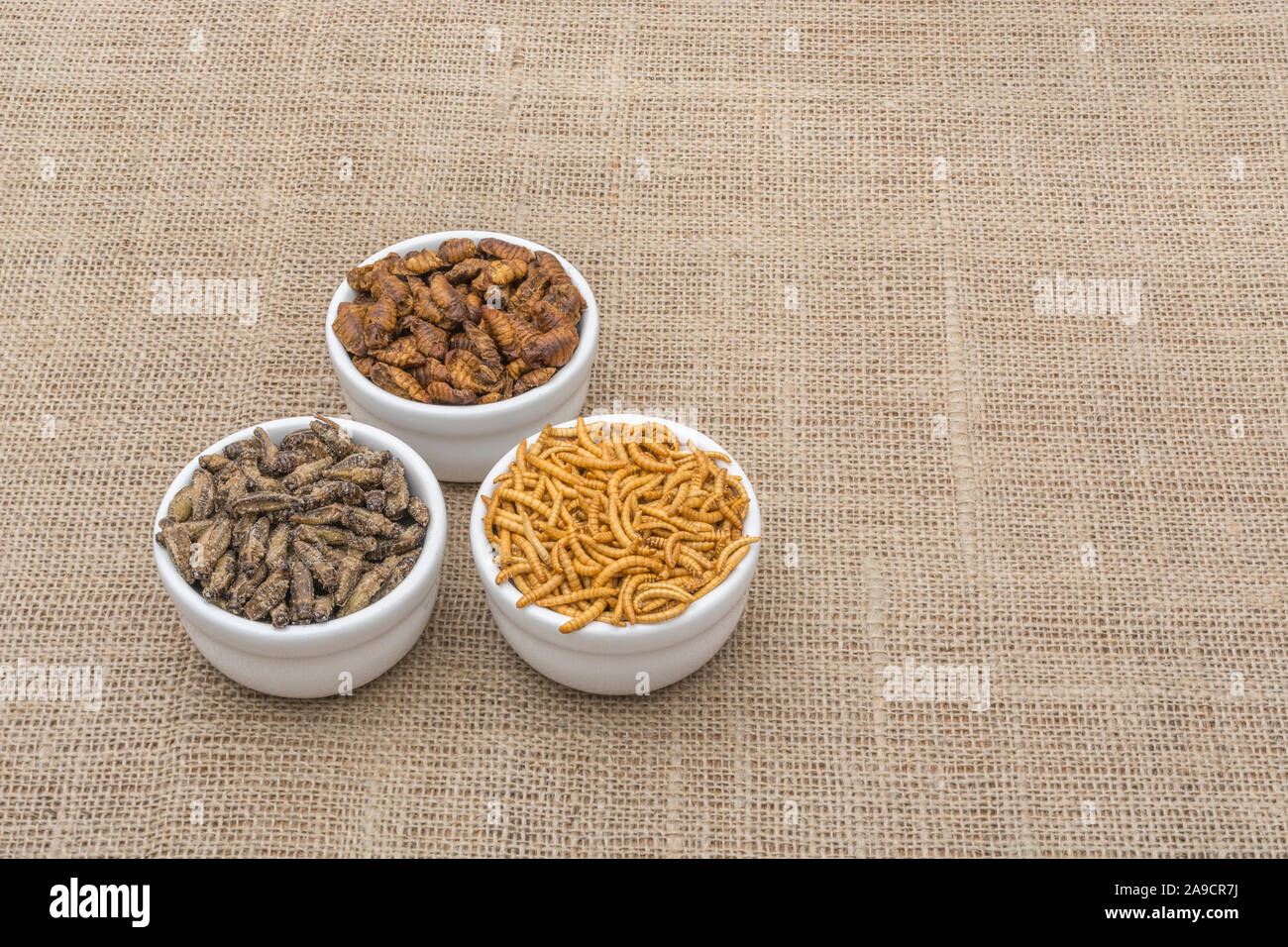 Commercially produced edible insects hi-res stock photography and ...
