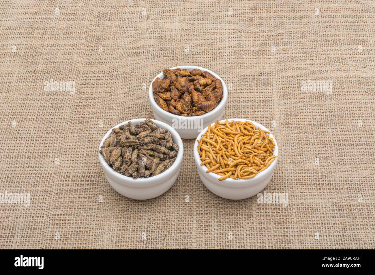 Commercial edible insects hi-res stock photography and images - Alamy