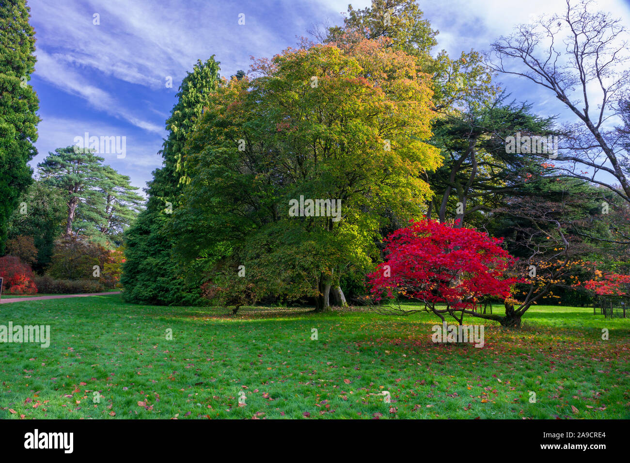 Westonbirt arboretum autumn hi-res stock photography and images - Alamy