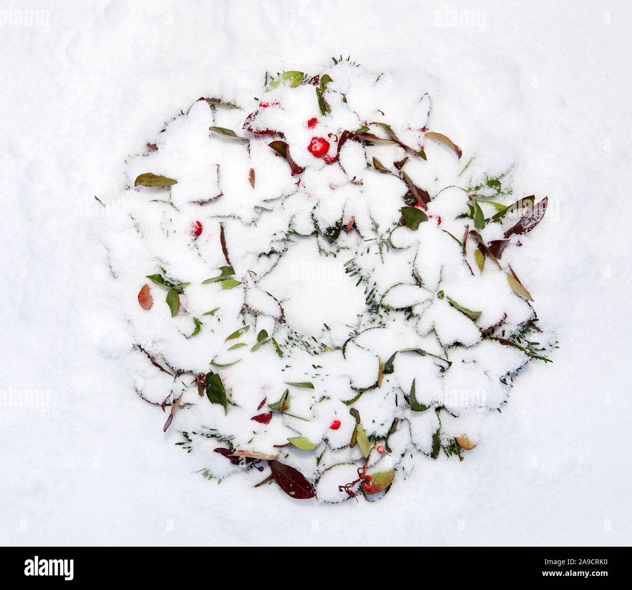 Gaultheria procumbens and winter hi-res stock photography and images ...