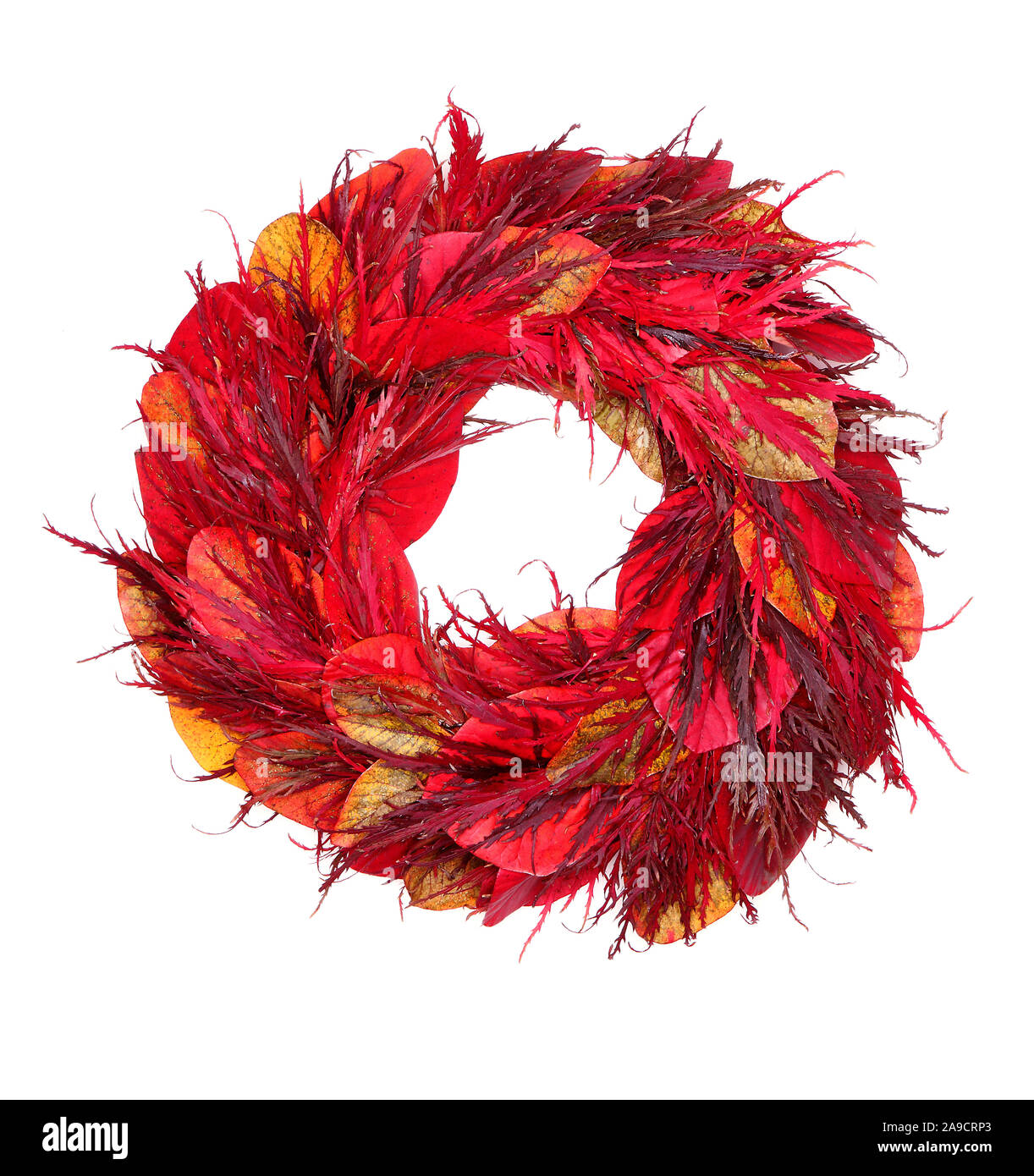 Japanese native plant Cut Out Stock Images & Pictures - Alamy