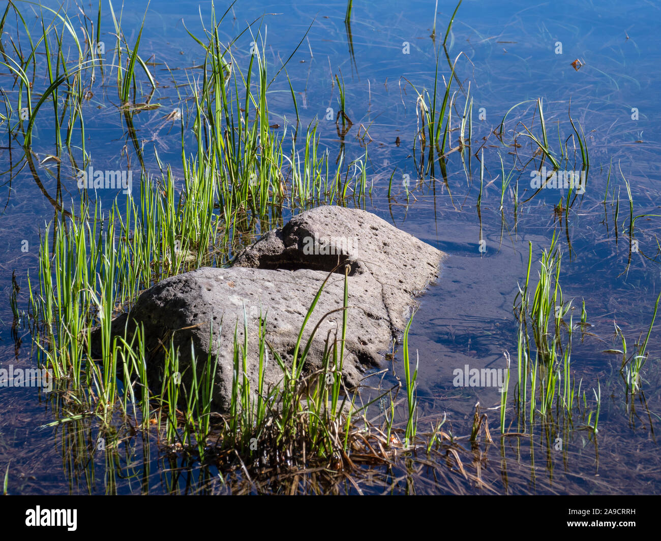 Carp lake hi-res stock photography and images - Alamy