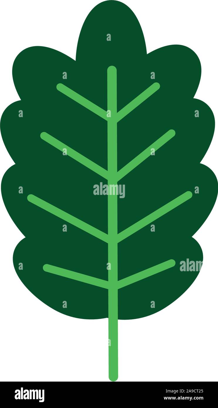 oak foliage nature leaf icon flat vector illustration Stock Vector ...