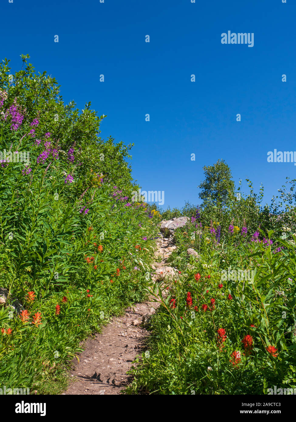 Wildflowers along the Island Lake Trail, Lamoile Canyon, Ruby Mountains ...