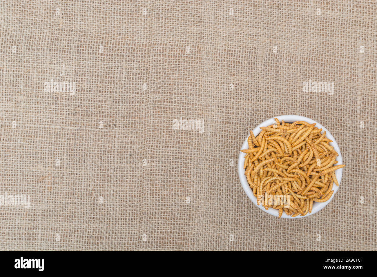 Wriggle bugs hi-res stock photography and images - Alamy