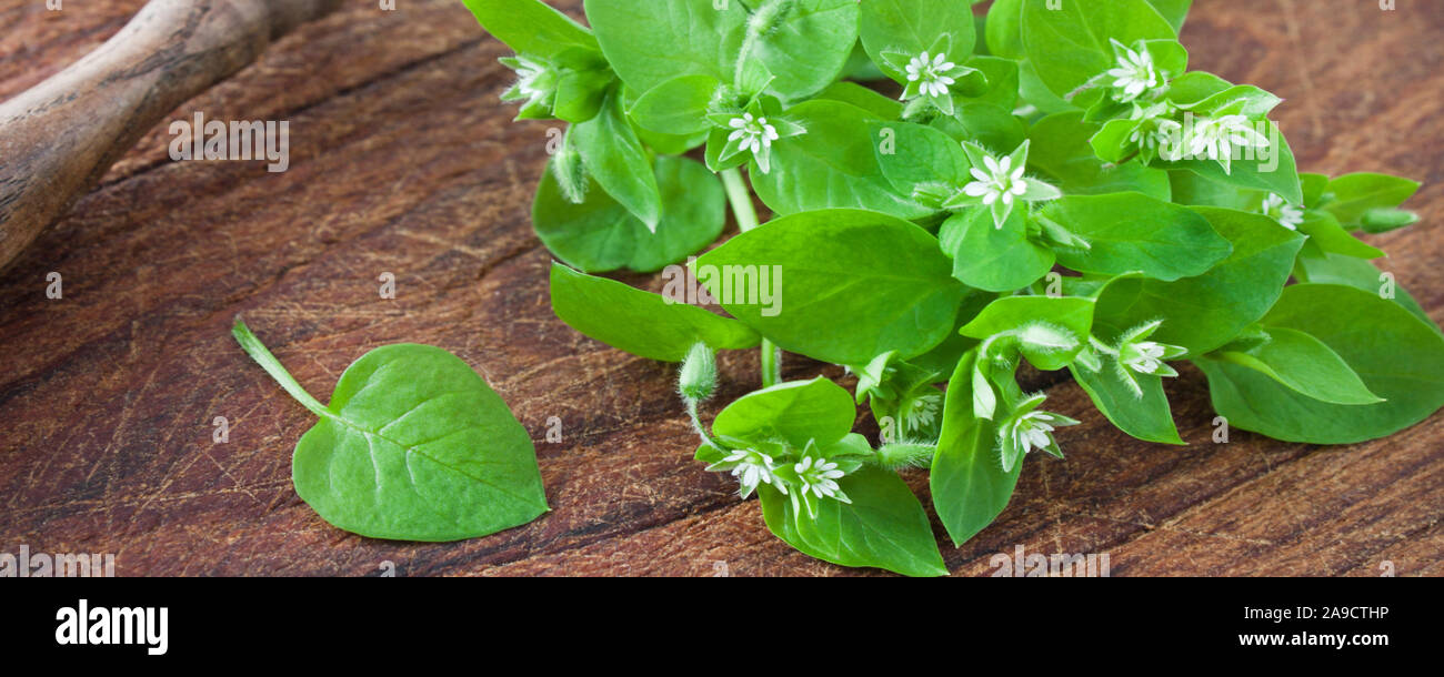 Chickweed edible hi-res stock photography and images - Alamy