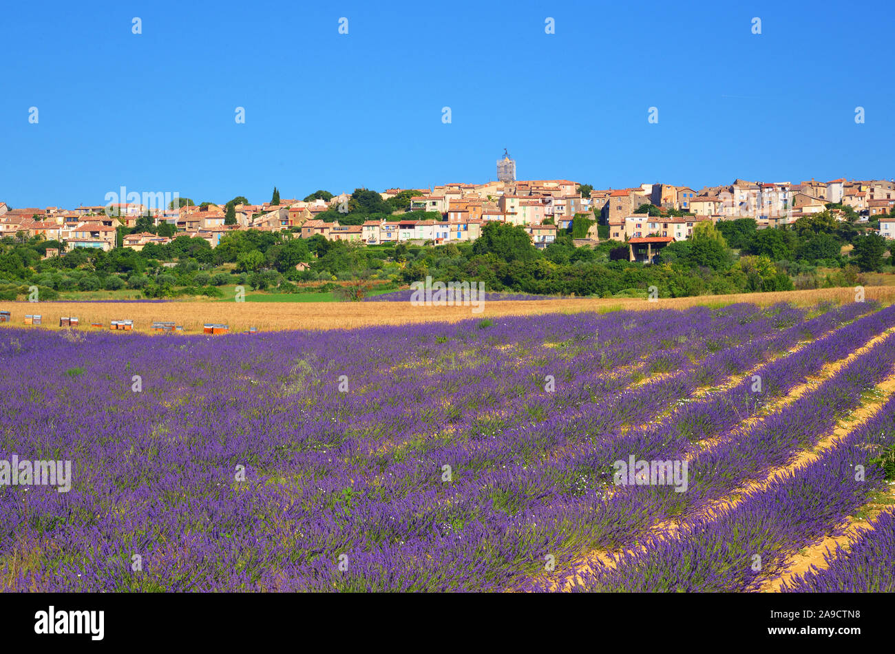 Lavender field at the foot of the small village of Puimoisson France ...