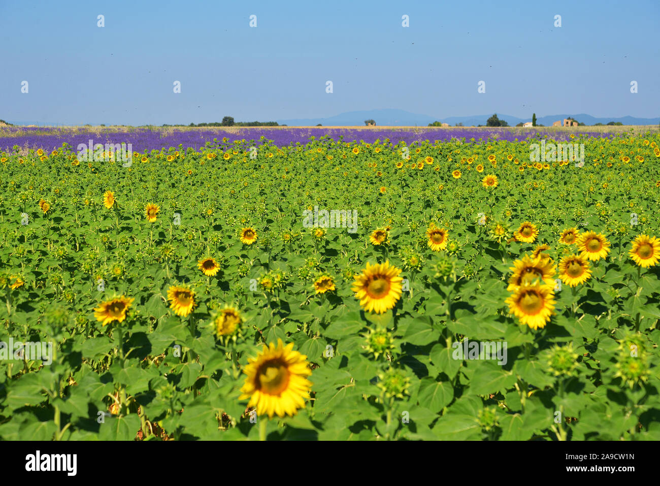 Field of sun flowers at Valensole Provence France Stock Photo - Alamy