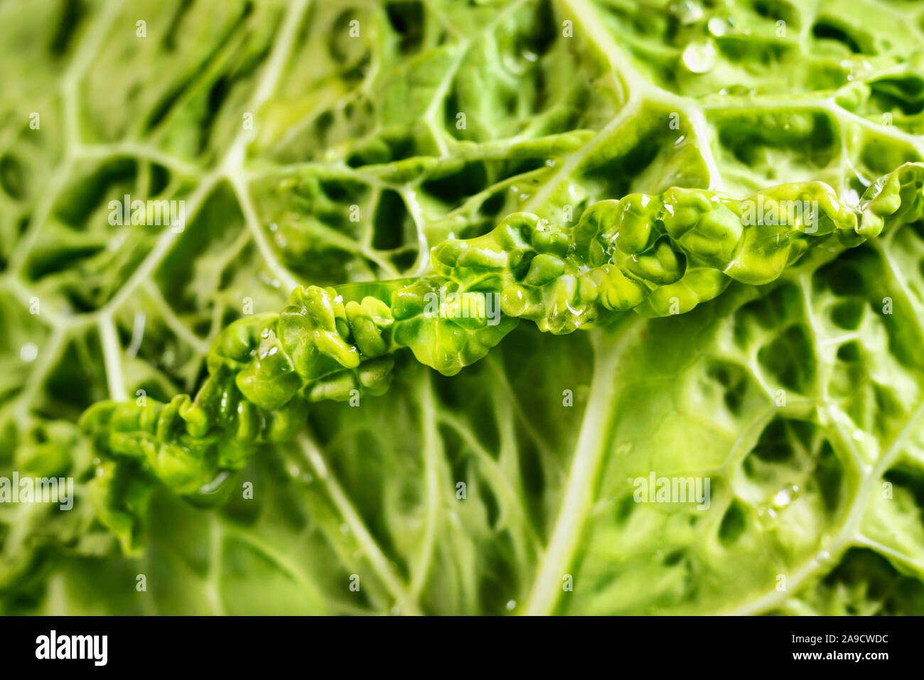 Cabbage texture hi-res stock photography and images - Alamy