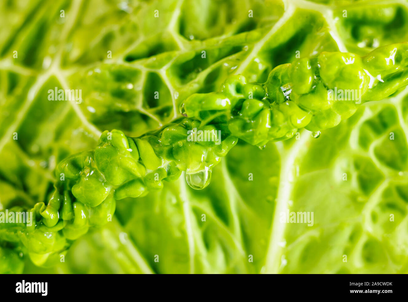 Curled cabbage hi-res stock photography and images - Alamy