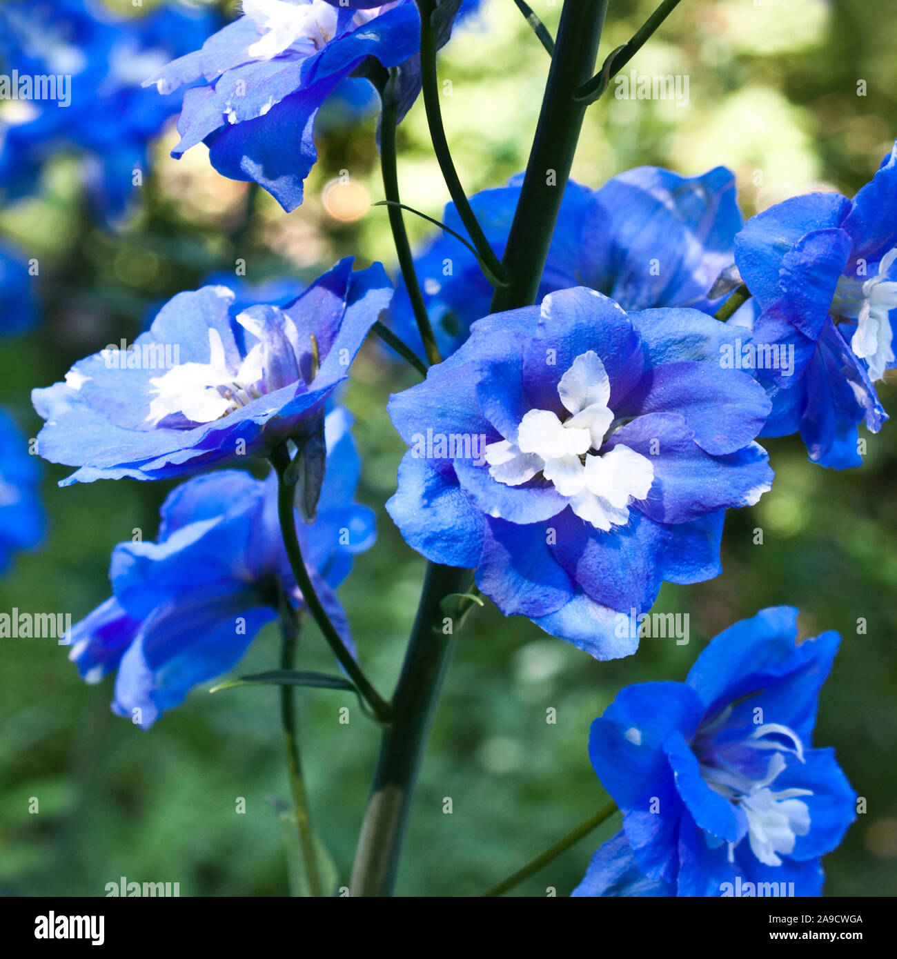 Gardenplants hi-res stock photography and images - Alamy