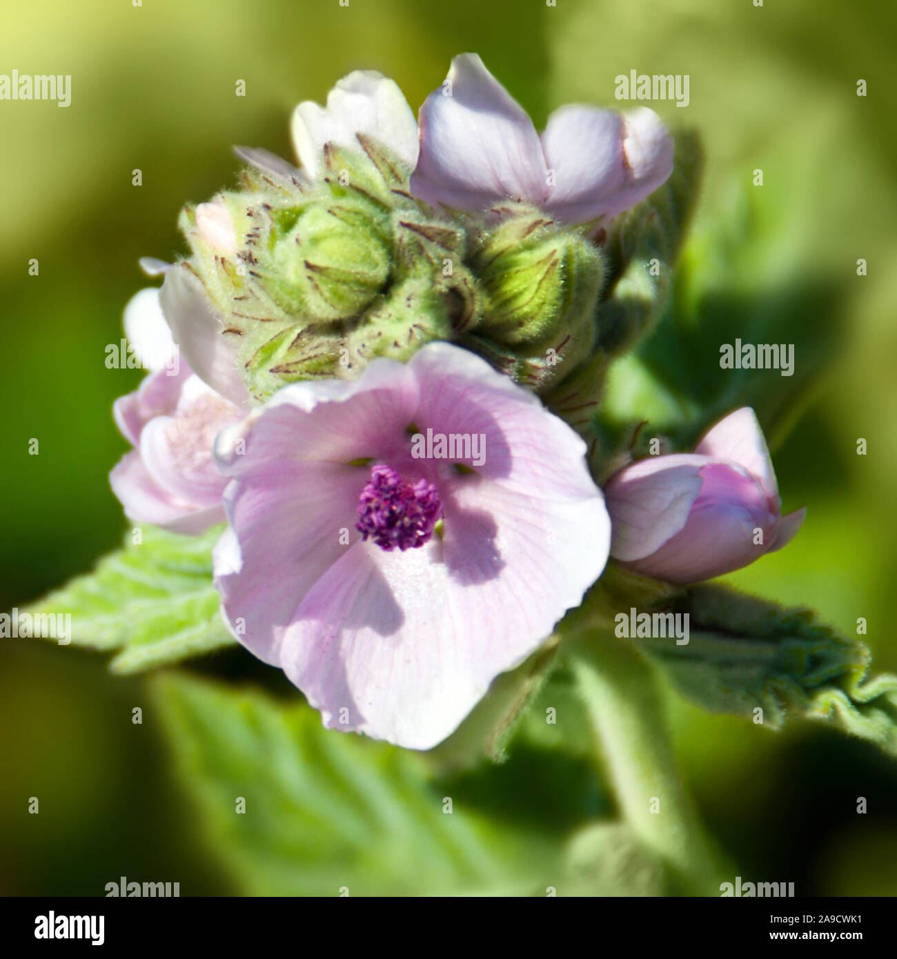 Marshmallow Althea officinalis plant Stock Photo - Alamy