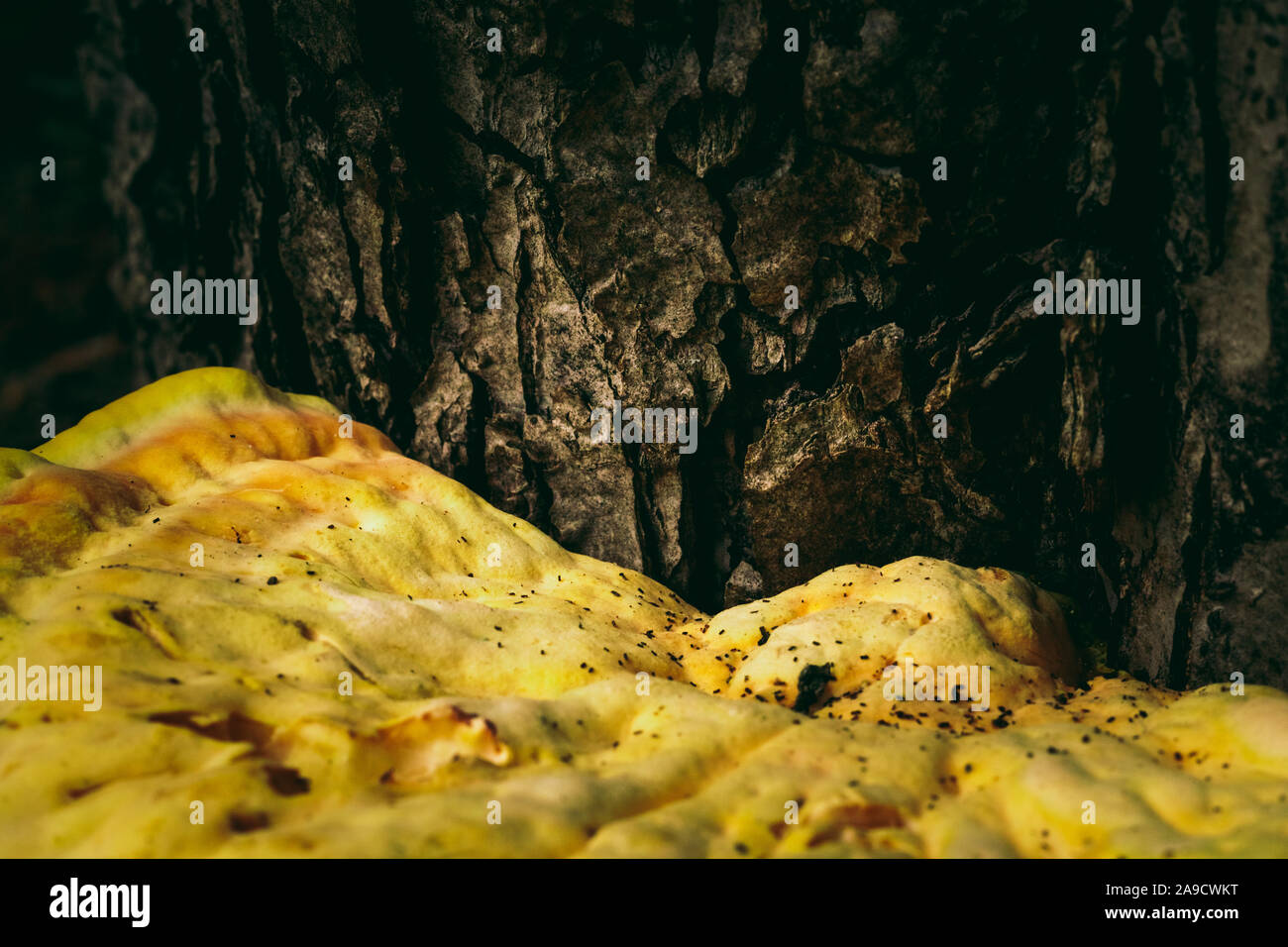 Yellow fungus on tree hi-res stock photography and images - Alamy