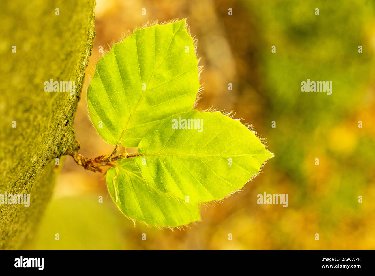 Young beech leaves, Fagus sylvatica, close-up Stock Photo - Alamy
