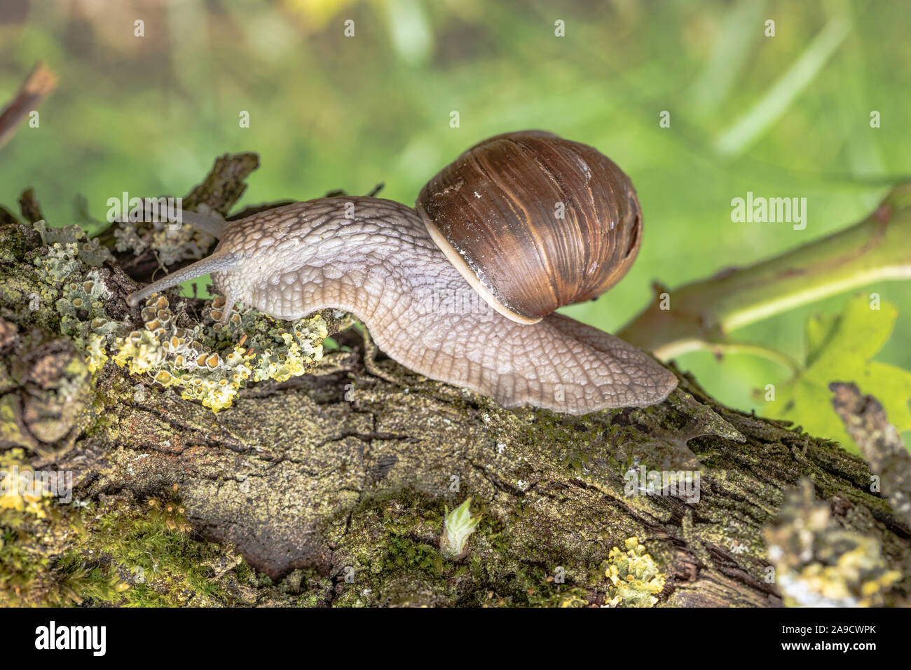 Spiral Vine Snail High Resolution Stock Photography and Images - Alamy