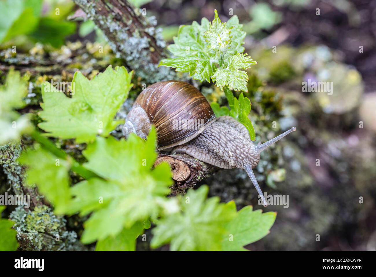 Edible snail at twig hi-res stock photography and images - Alamy