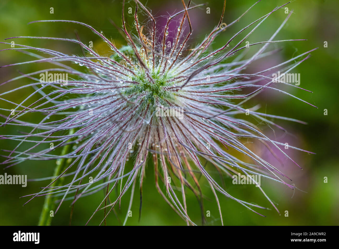 Windflower seed heads hi-res stock photography and images - Alamy