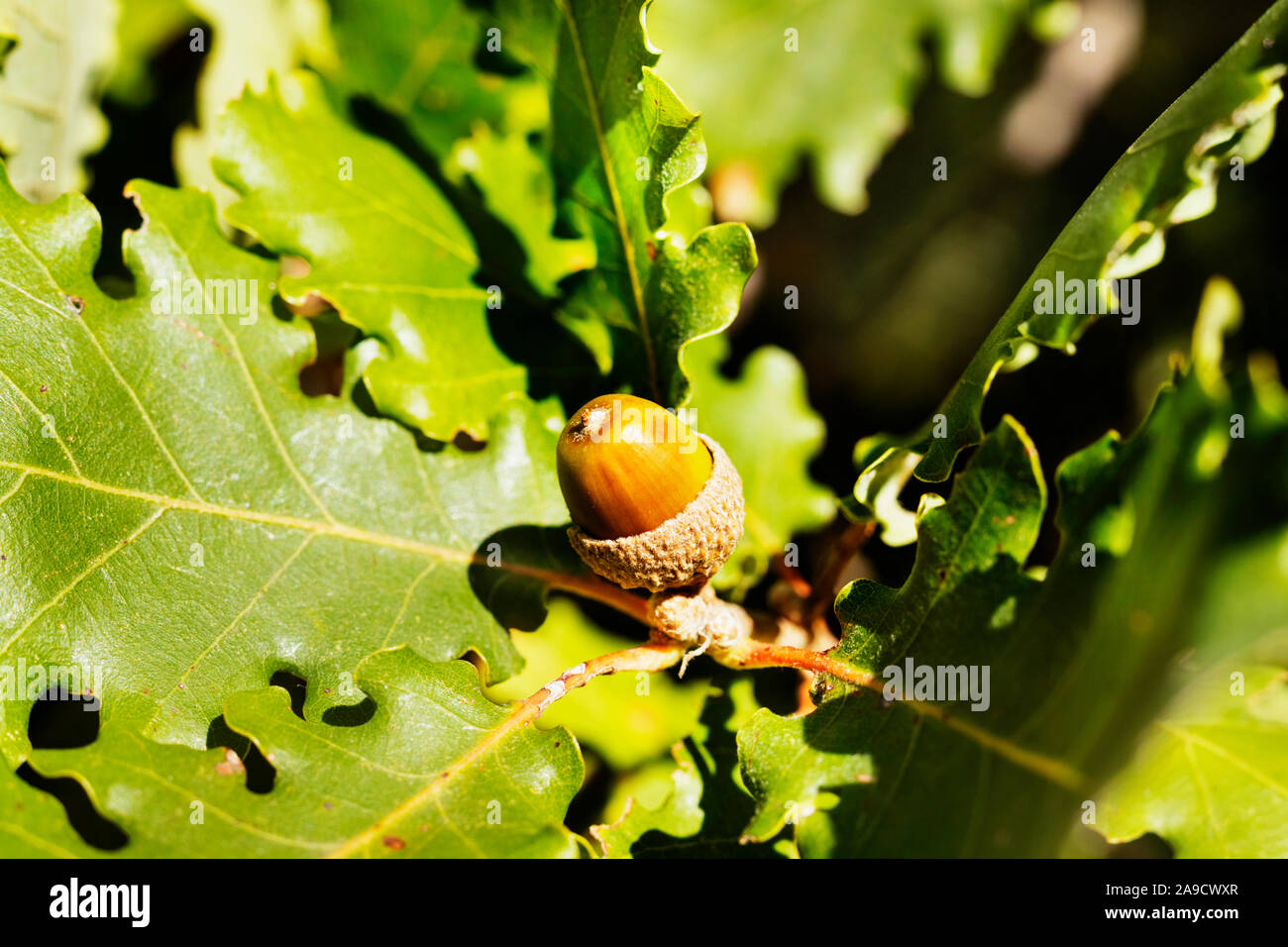 Acorn on evergreen tree hi-res stock photography and images - Alamy