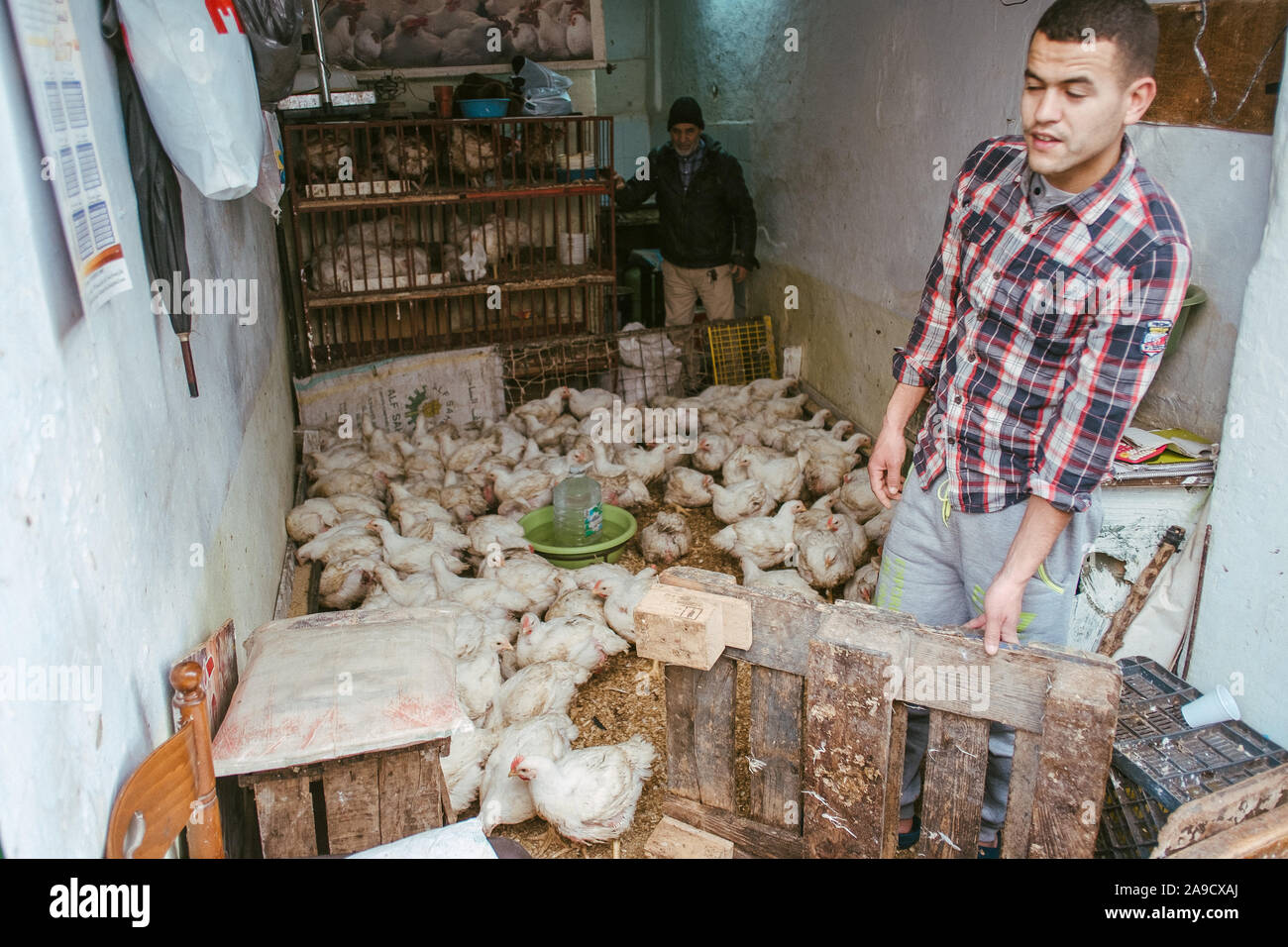 Poultry seller in Tetouan, Morocco Stock Photo - Alamy