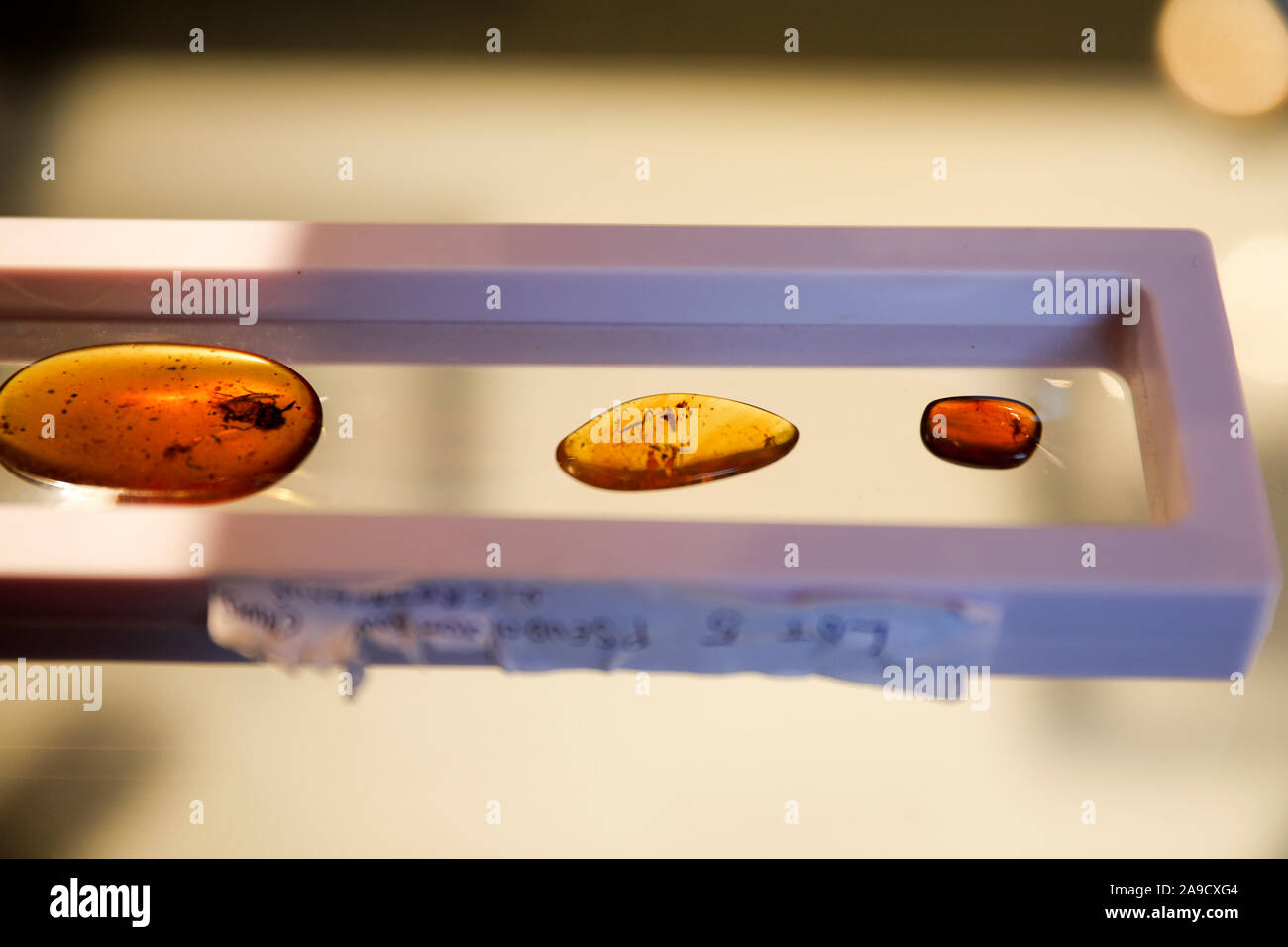 Myanmar amber specimens hi-res stock photography and images - Alamy