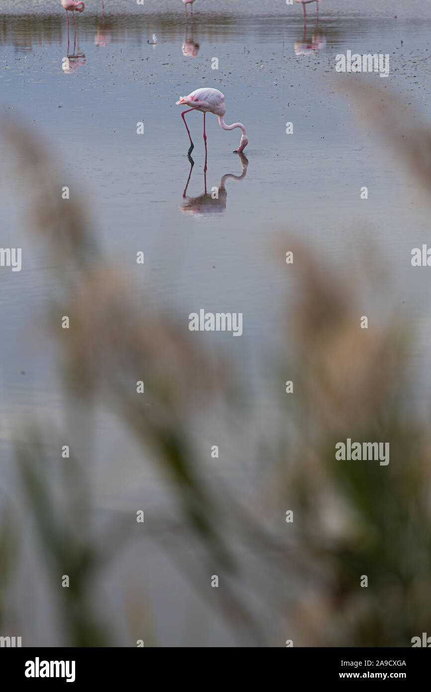 Isolated great flamingo bird fishing on a quiet water lake in La ...