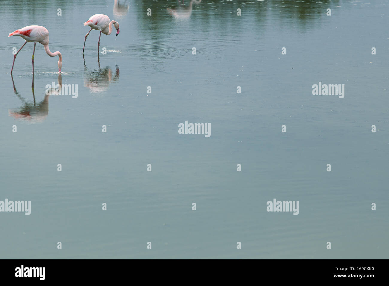 Couple of great flamingos birds fishing on a quiet lake in La Camargue ...