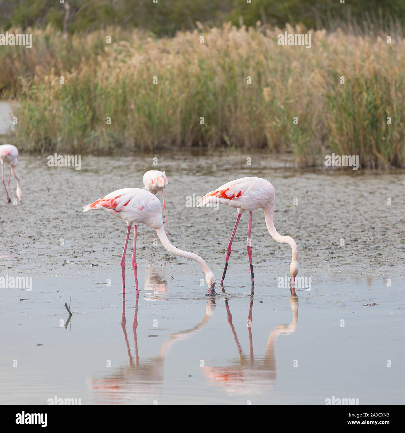 Couple of great flamingos birds fishing on a quiet lake in La Camargue ...