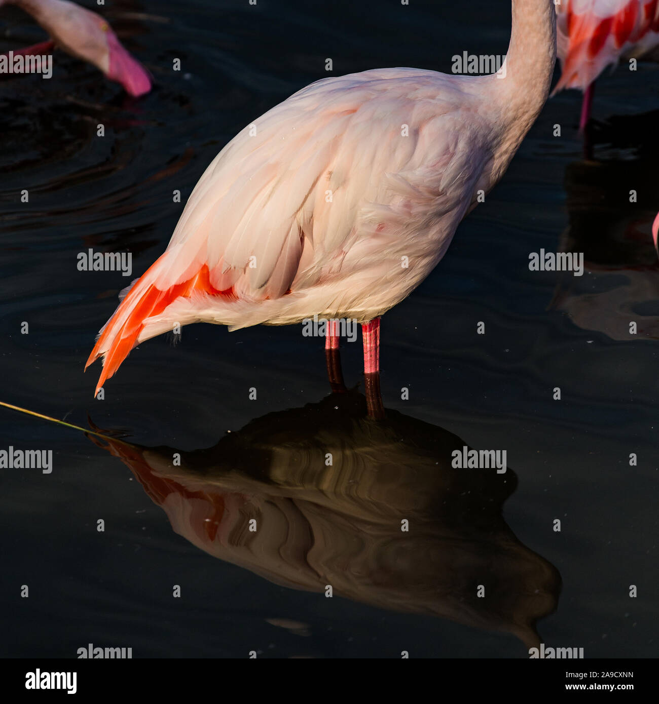 Pink flamingo with many feathers body reflected on a dark water lake ...