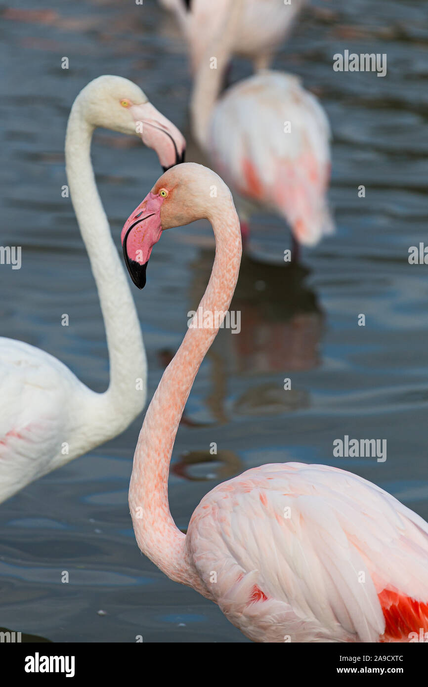 Great pink flamingo head and neck close up portrait on a lake ...