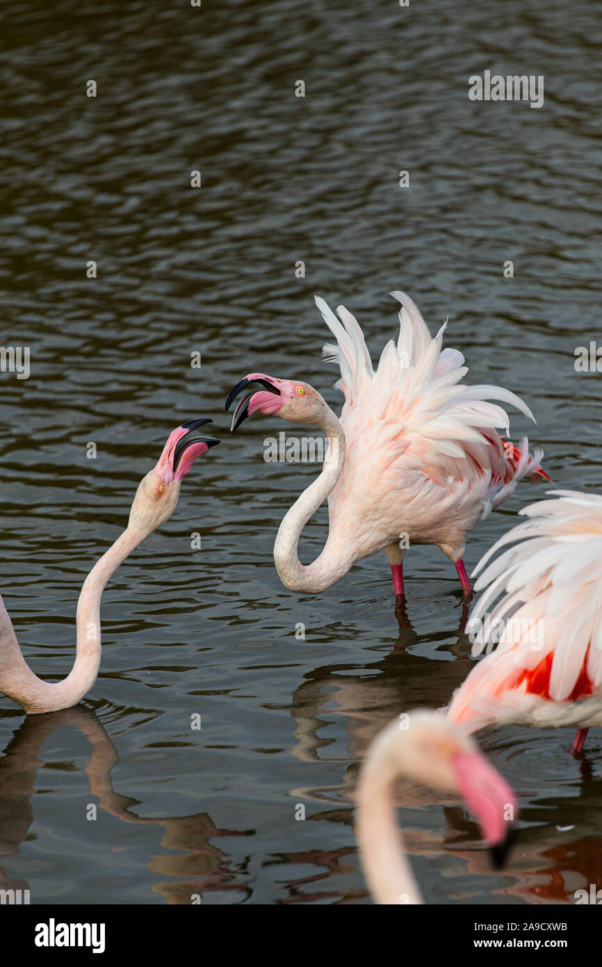 Male flamingos hi-res stock photography and images - Alamy